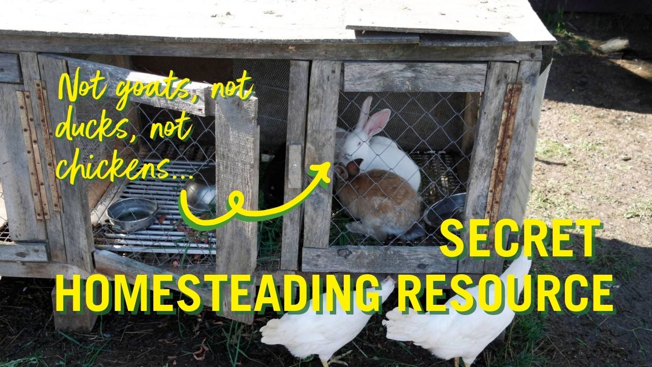 Rabbits: The Secret Homestead Resource – Videos – Mother Earth News
